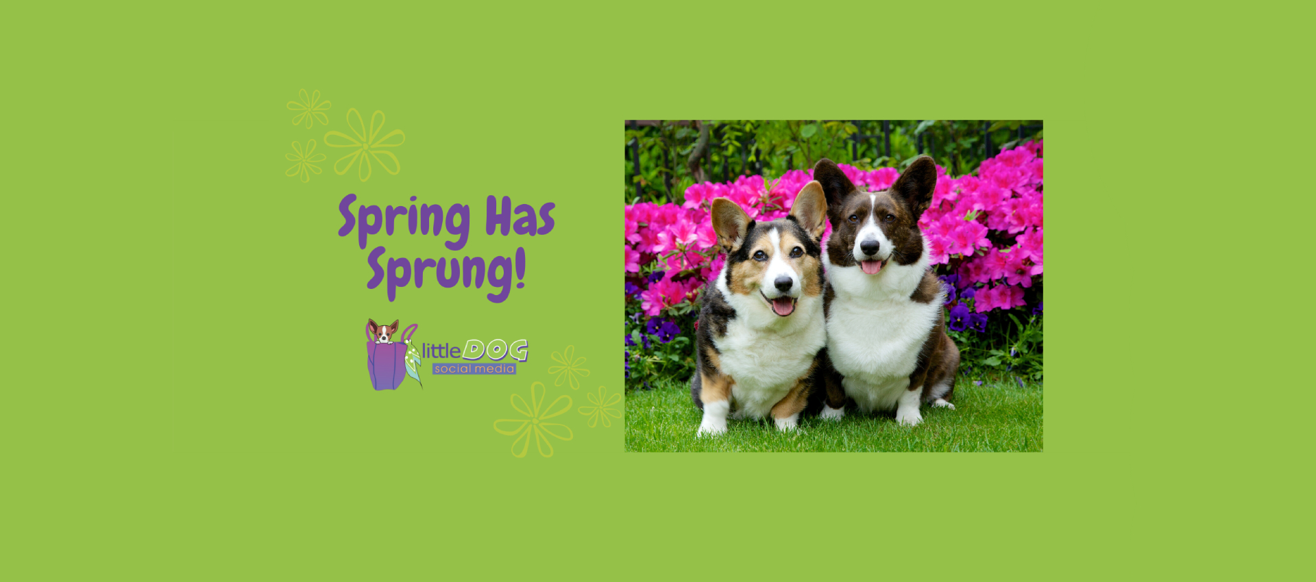 Little Dog Social Media